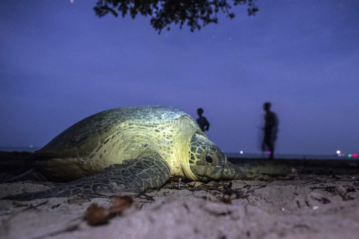 Bangkok Post - Sea turtles struggling to survive