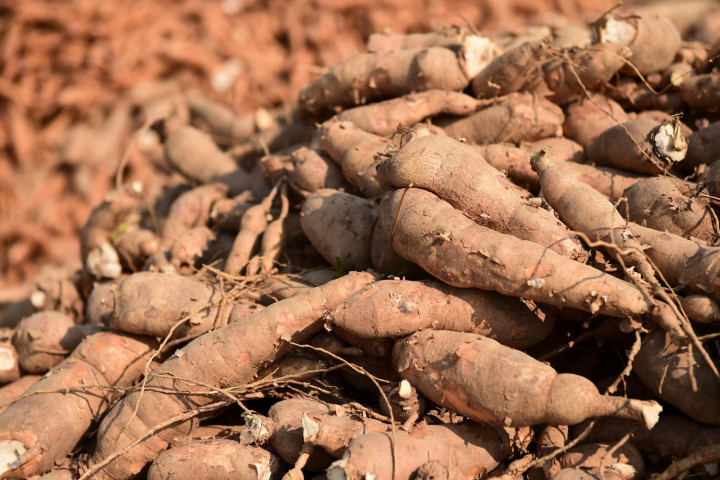 Bangkok Post - Cassava exports set to decline this year
