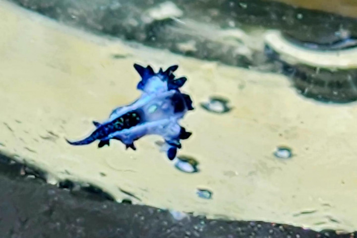 Bangkok Post - Toxic dragon sea slug frightens beachgoers in Phuket