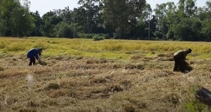 Bangkok Post - Government recommended to emphasise rice strategies