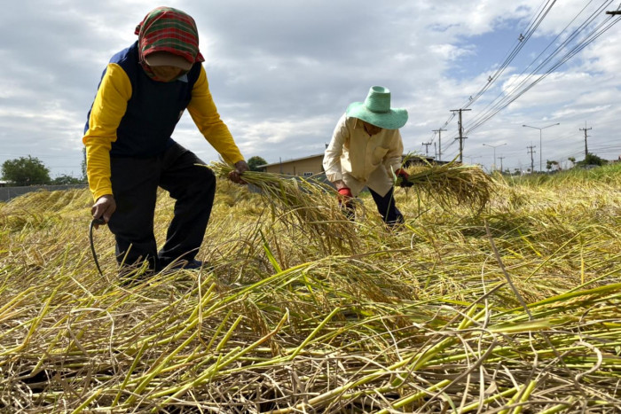 Bangkok Post - Another B56bn in rice support given nod