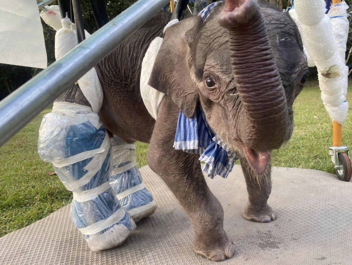 Bangkok Post - Stray jumbo calf dies despite intensive care
