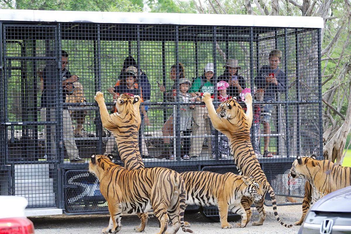 Bangkok Post - Restoring the roar at Safari World