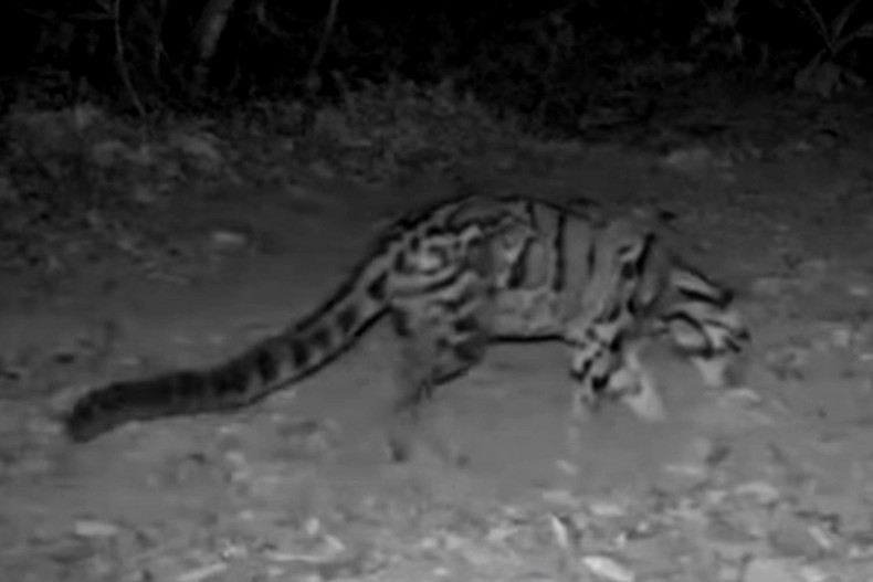 Bangkok Post - Camera spots three rare clouded leopards