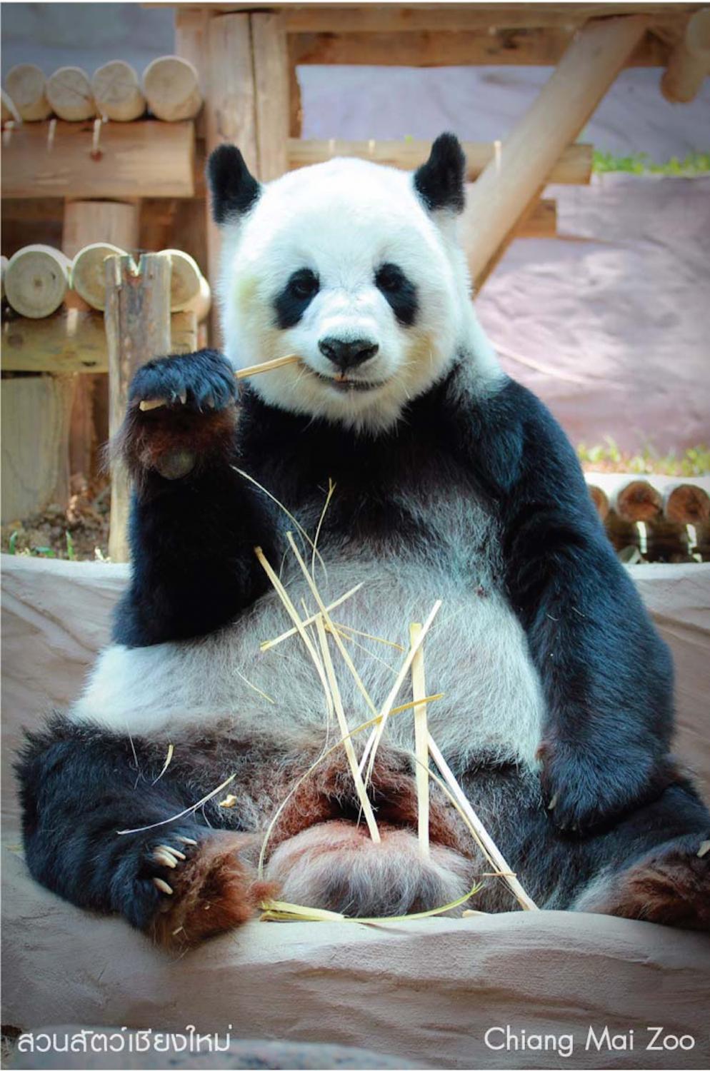 Bangkok Post - Envoy supports panda lease idea