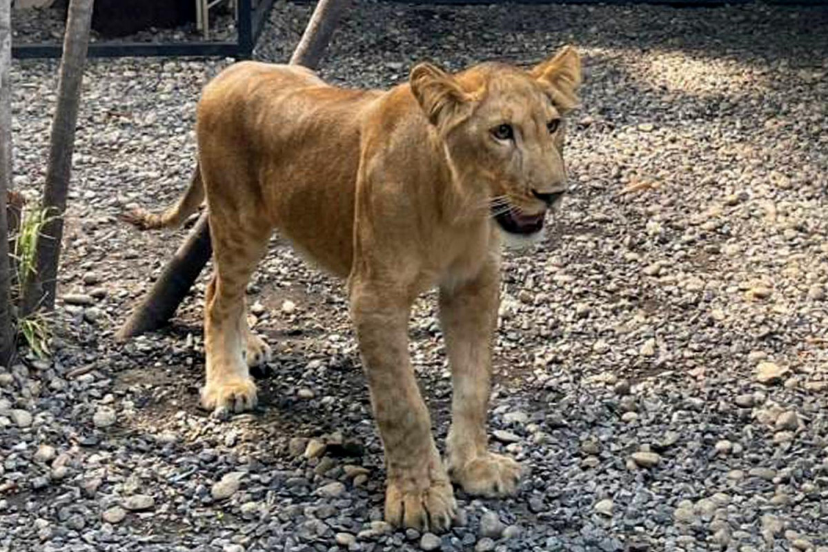 Bangkok Post - Lion ownership sparks outrage