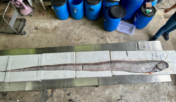 Bangkok Post - National Science Museum to put rare fish on display