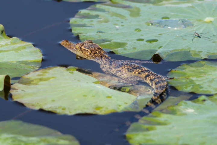 Bangkok Post - Baby crocs hatch in Nakhon Sawan lake