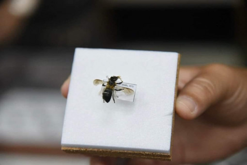 Bangkok Post - Rare bee is spotted for the first time in this country