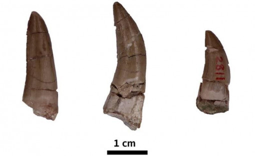 Bangkok Post - Researcher finds fossilised dino teeth
