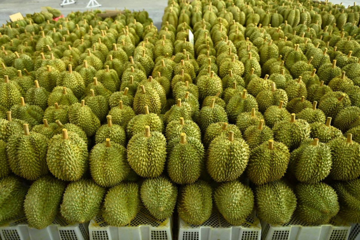 Bangkok Post - 'Digital Durian' project to boost farm productivity
