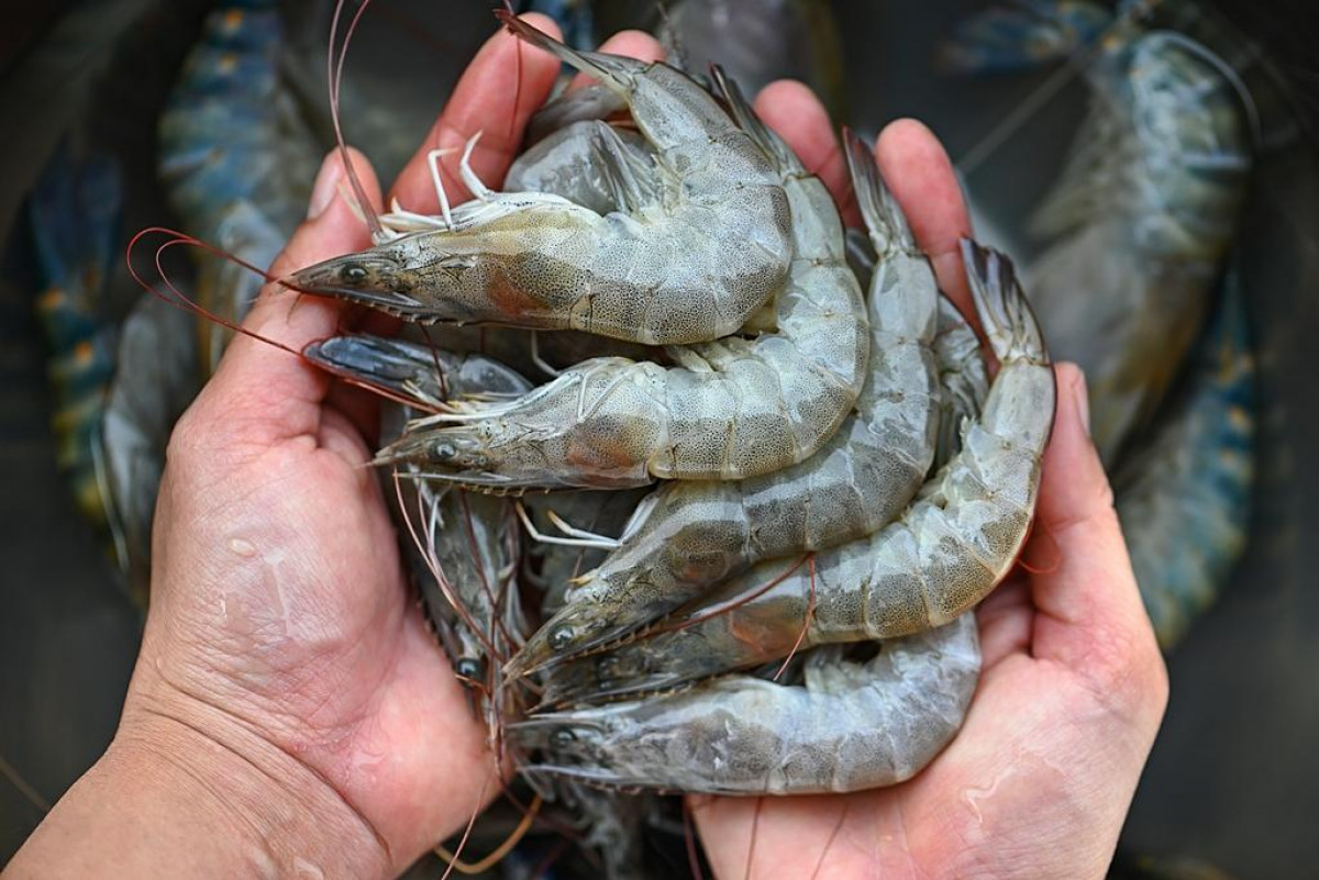 Bangkok Post - Thailand's shrimp industry battered by disease, low prices