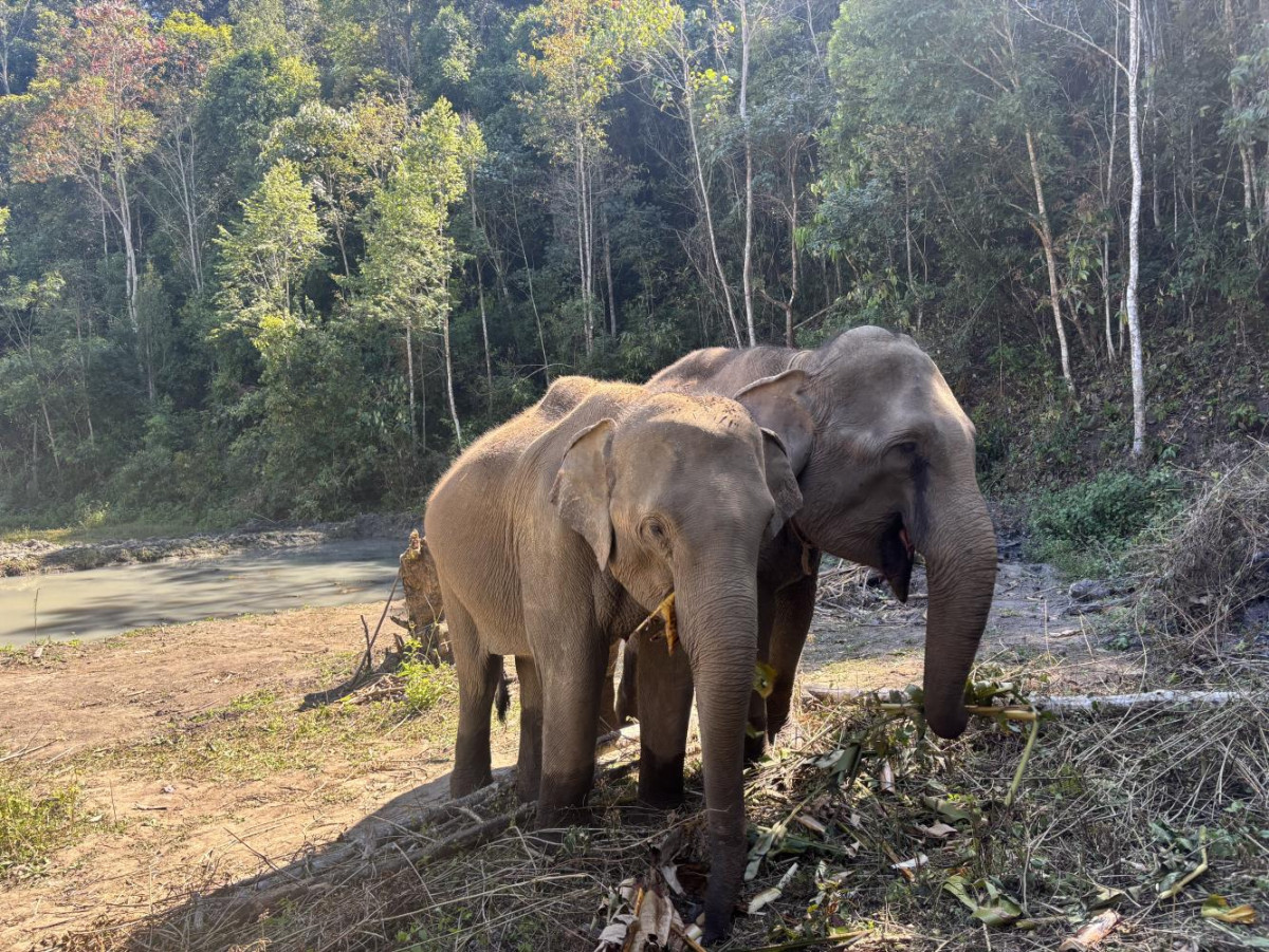 Bangkok Post - Ethics in Thailand's elephant tourism?