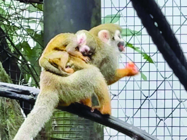 Bangkok Post - Chon Buri zoo welcomes litter of squirrel monkeys