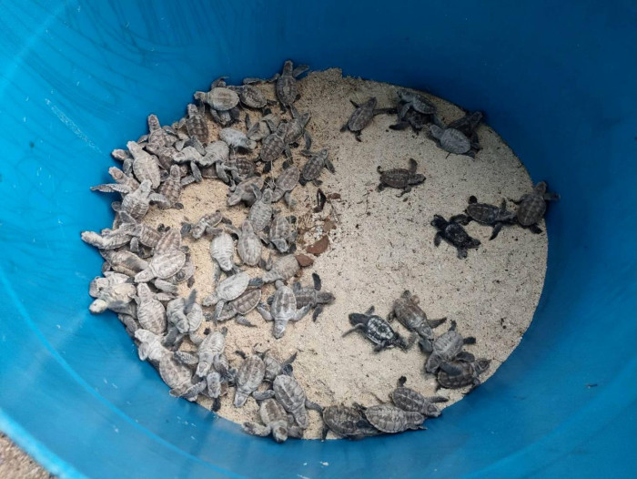 Bangkok Post - Sea turtle hatchlings 'a sign of recovery'