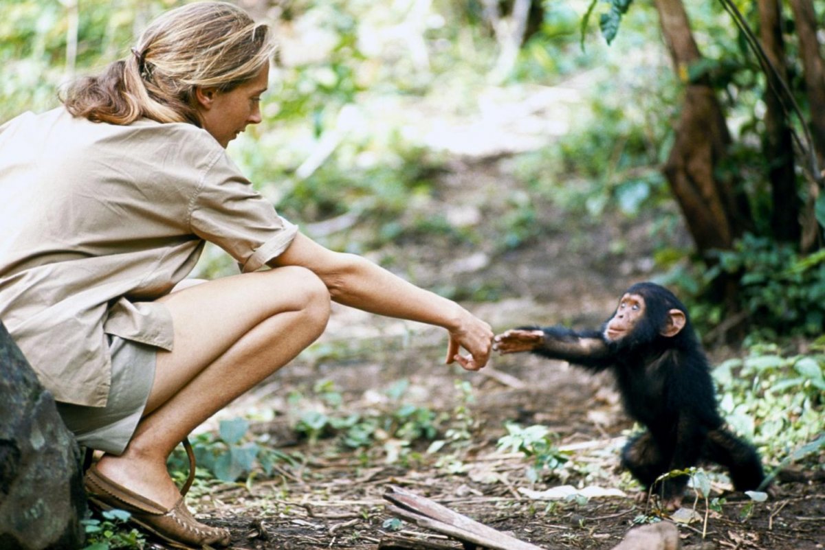 Bangkok Post - Jane Goodall and the chimp wars