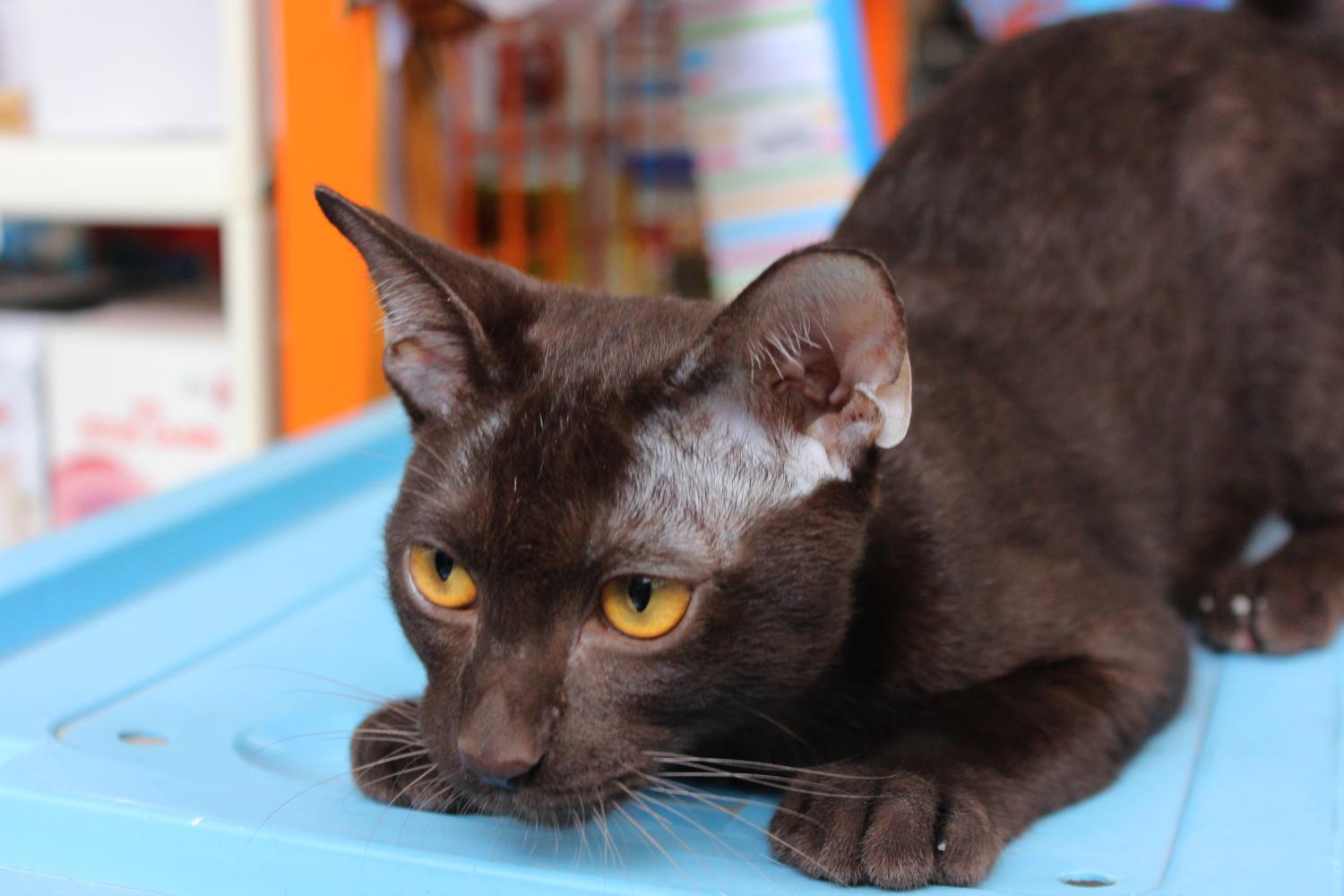 Bangkok Post - Furr-ever friends