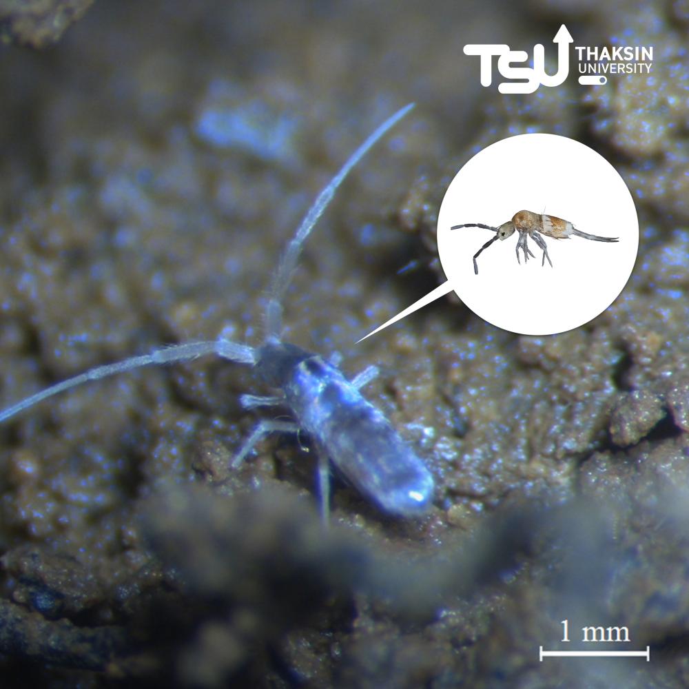 Bangkok Post - New cave-dwelling springtail identified