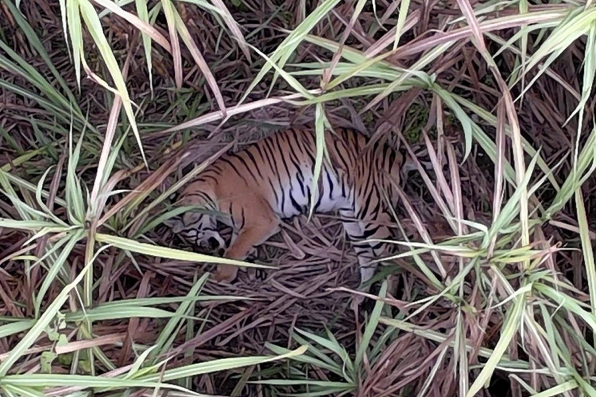 Bangkok Post - Straying tiger to be pushed back inside park boundary