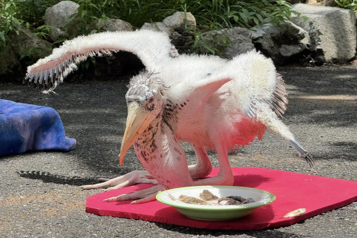 Bangkok Post - Rare stork born in Chon Buri