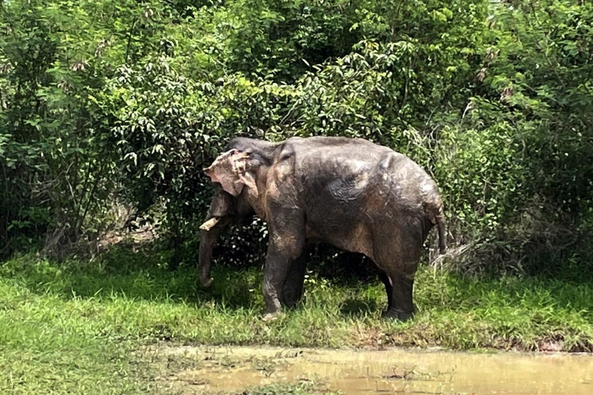 Bangkok Post - Injured elderly elephant comes under care